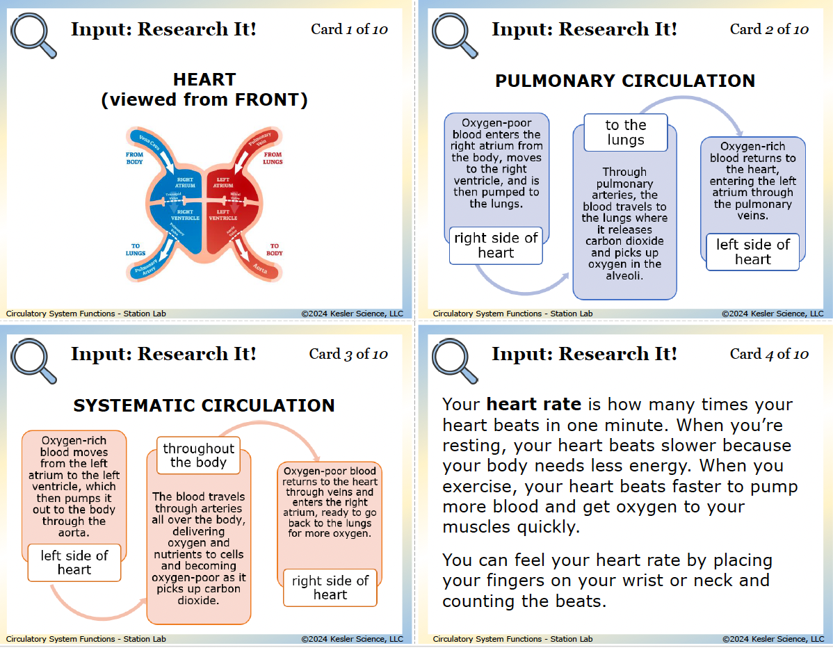 Circulatory System Activity: 8 Hands-On Stations (TEKS 7.13A) | Kesler ...