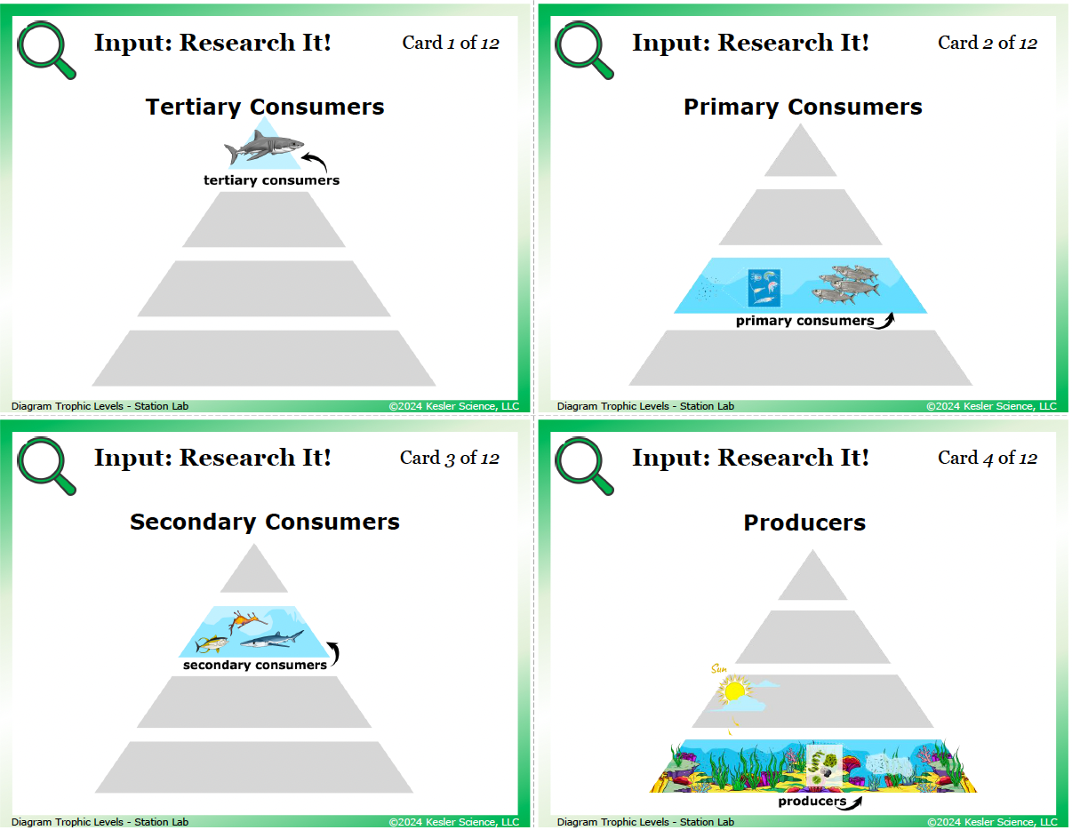 Diagram Trophic Levels Activity: 8 Hands-On Stations (TEKS 7.12A ...