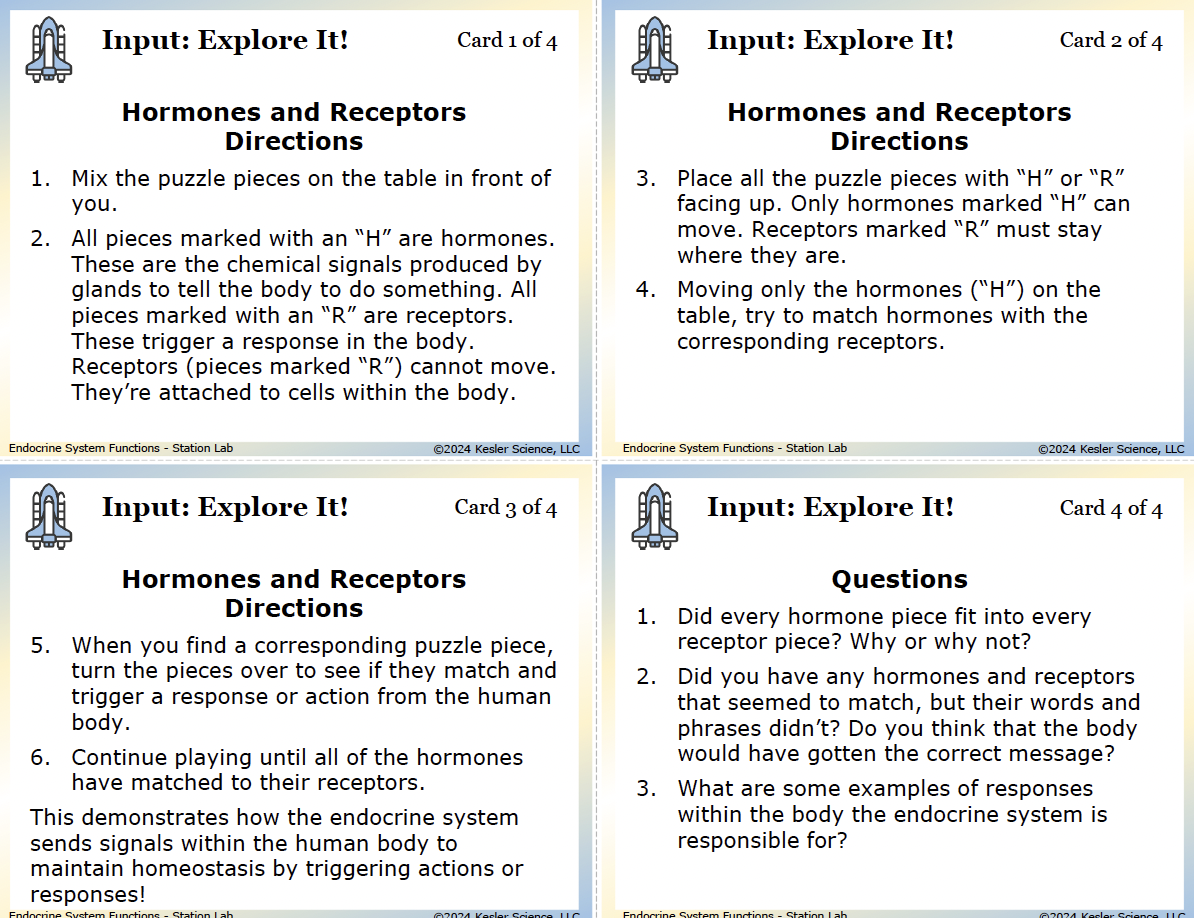 Endocrine System Activity: 8 Hands-On Stations (TEKS 7.13A) | Kesler ...