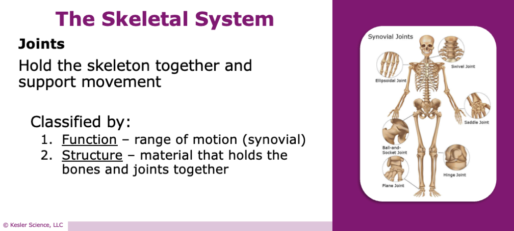 Skeletal System Lesson Plan - A Complete 5E Method Science Unit